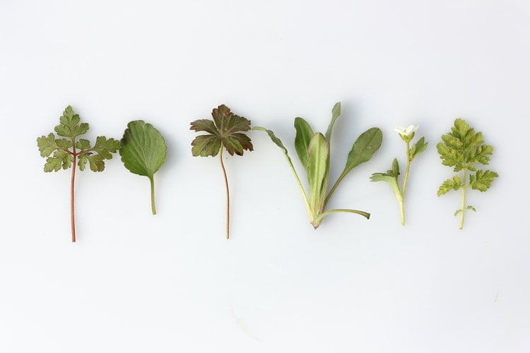 HEXA Food Herbs Malaysia | Fresh & Aromatic Selection